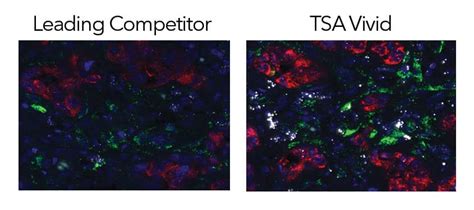 Tyramide Signal Amplification Tsa Fluorescence Imaging Tocris Bioscience