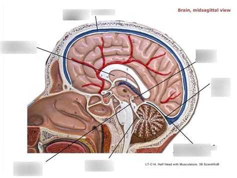 Lab 4 17 Diagram Quizlet