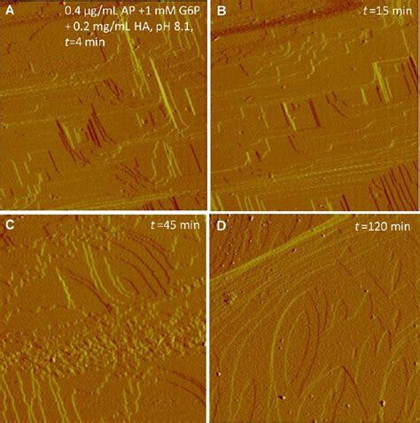 A Time Sequence Of Afm Deflection Images Collected At A T 4 Min Download Scientific