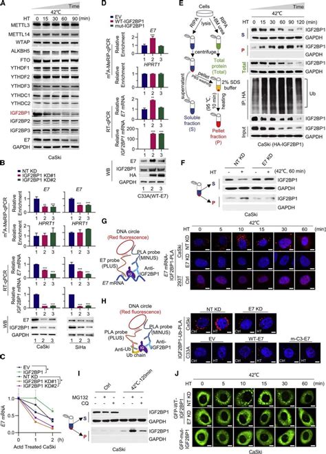 客户文章 区IF m A甲基化测序助力宫颈 相关HPV病毒研究