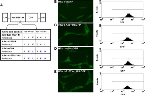 Schematic Structure Of Retroviral Vectors For Mammalian Expression A Download Scientific