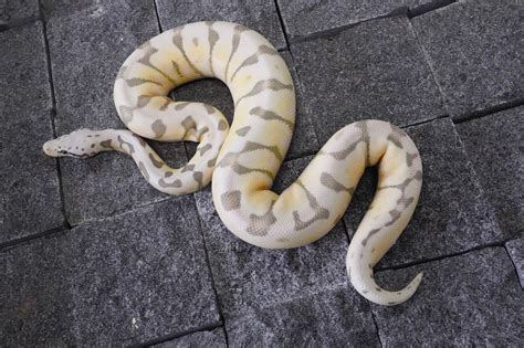 Axanthic Spider Ball Python