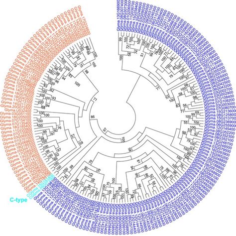 Phylogenetic Tree Based On All LecRLK Genes In Soybean Genome The Download Scientific Diagram