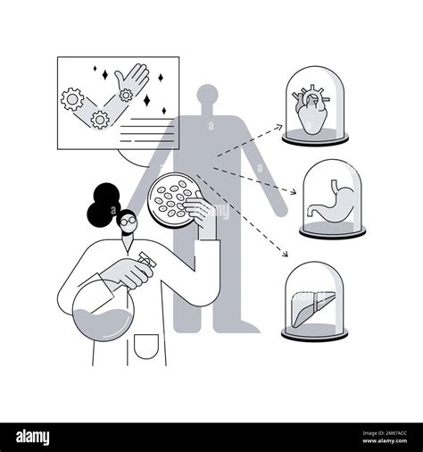 Lab Grown Organs Abstract Concept Vector Illustration Laboratory Grown