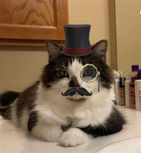 Silly Cat In A Fake Moustache