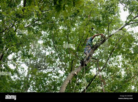 A Tree Surgeon Working On An Oak Tree Stock Photo Alamy