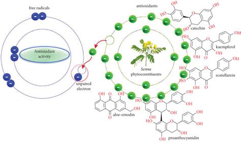 Antioxidant Activity Of Bioactive Compounds Of Senna Plants The