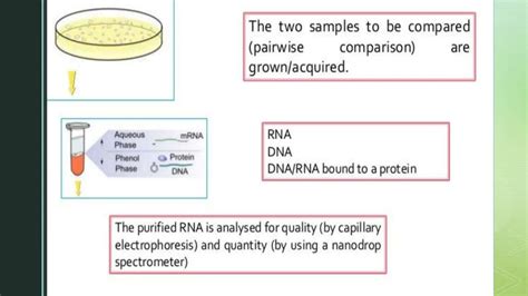 Dna Microarray Technique In Pathology Pptx