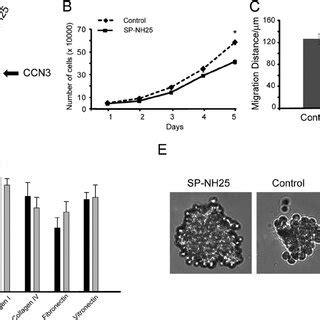 Overexpression Of CCN3 Reduces Growth And Increases Intercellular Download Scientific Diagram