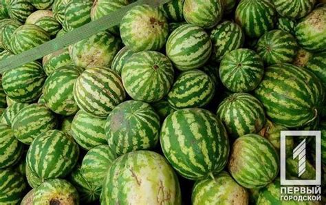 В Україні кавуни подорожчали на 59 Перший міський