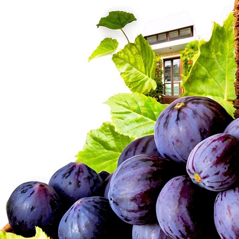 Download Fig Vineyard Scenery Png 06202024