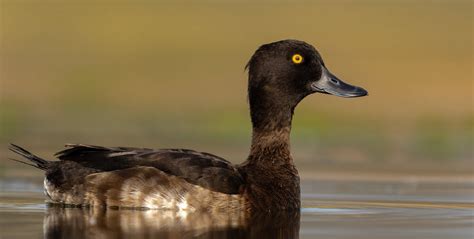 Качулата потапница Author Georgi Vasilev Redgogo Photo Forum