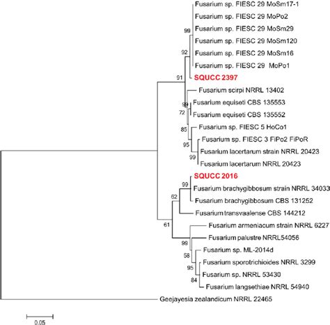 Ml Tree Obtained From The Combined Its And Rpb2 Sequence Alignment