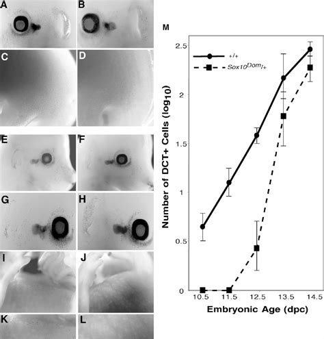 Figure 1 From Analysis Of Sox10 Function In Neural Crest Derived Melanocyte Development Sox10