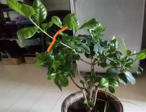 怎么养栀子花才能花开爆盆不得病虫 知乎