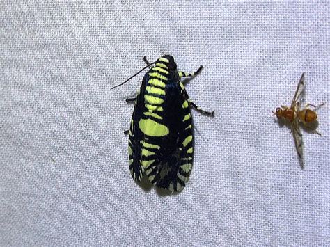 むしはちゅ観察記ハグルマヨトウ