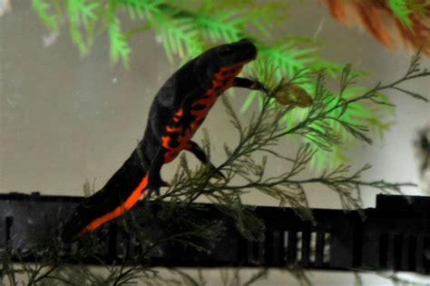 Firebelly Newt Caudata Org Newts And Salamanders Portal