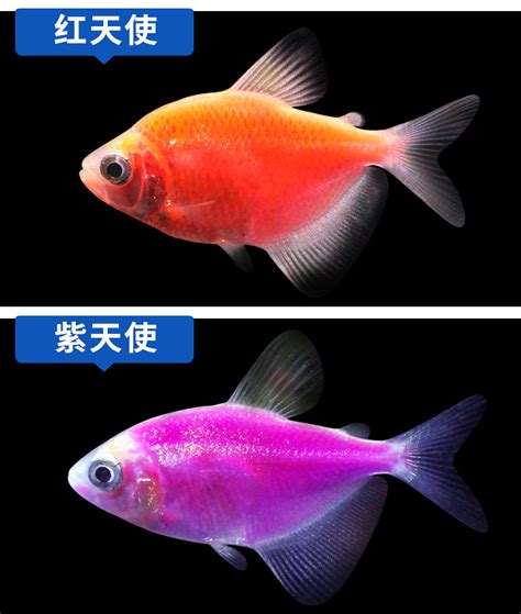 天使观赏鱼热带淡水观赏鱼群游不褪色七彩神仙鱼斑马孔雀鱼可混养 阿里巴巴