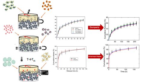 Modeling Of Magnetic Scaffolds As Drug Delivery Platforms For Tissue