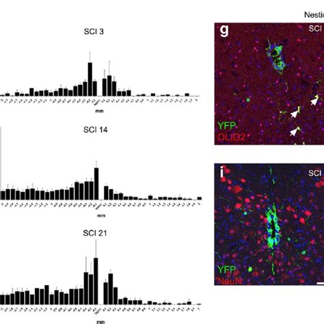 Sc Nsc Activation And Differentiation Upon Sci A Representative