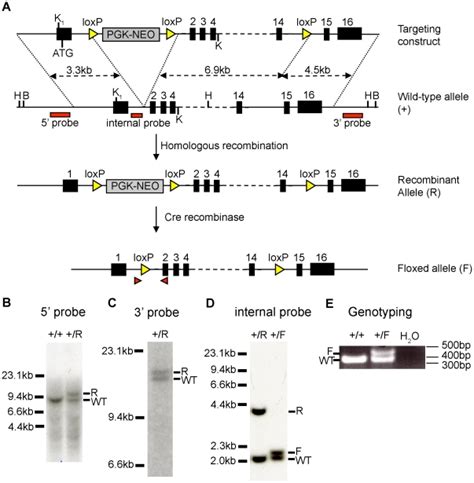 A Structure Of Targeting Vector And Chromosomal Organization Of