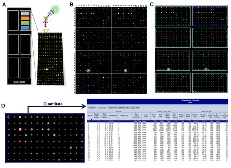 Printed Glycan Array A Sensitive Technique For The Analysis Of The