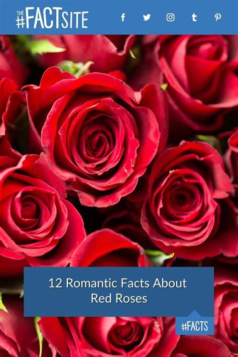 Romantic Facts About Red Roses The Fact Site
