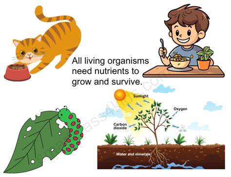 Explained What Are The 8 Characteristics Of Living Organisms