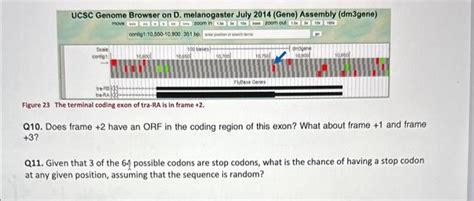 Solved Q10 Does Frame 2 Have An Orf In The Coding Region