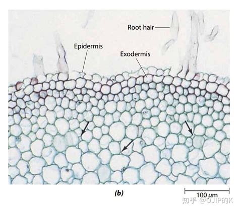 【植物学】【生物竞赛】根的初生结构 知乎