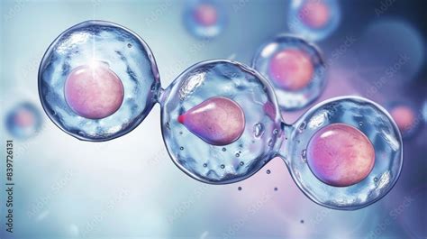 Stages Of Embryo Development Ovulation Of Secondary Oocyte And