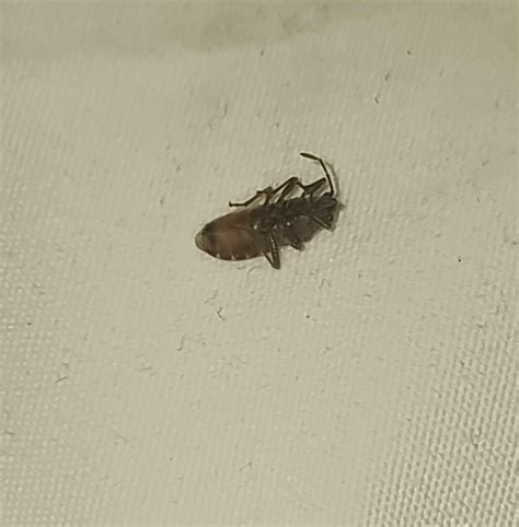 What Is This Bug I Found On My Bed Cockroach In Northern Nevada Plays Dead When I Hit It With