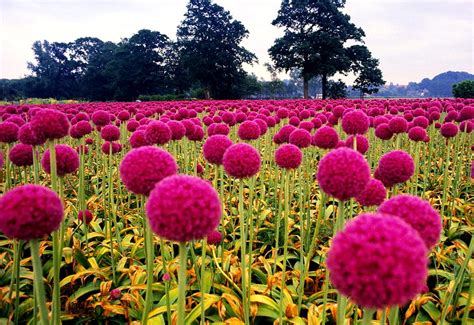 200 Шпалери на телефон Сад Hd Скачати Безкоштовно заставки