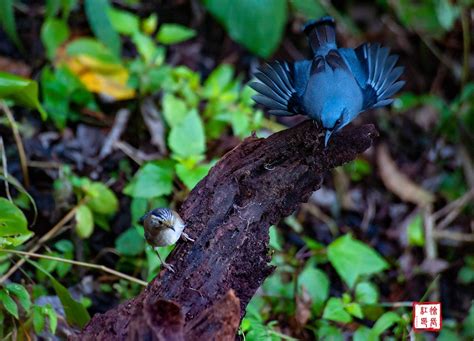 高黎贡山百花岭352种鸟，您认识几种？ 各种鸟类大全集锦 国内外鸟讯信息 国际旅游摄影网