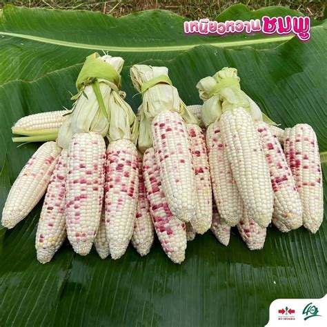 ใหม่ล่าสุด เมล็ดพันธุ์ข้าวโพด ข้าวเหนียว หวานชมพู F1 ตรา ศรแดง ข้าวโพด