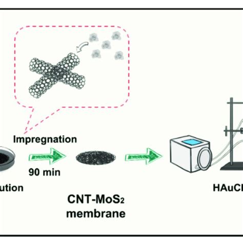 Schematic Illustration For The Synthesis Of The Cnt Mos 2 Au Catalytic Download Scientific