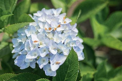 Yellow Hydrangea Morning Hydrangea Park Still Life Photography Map With