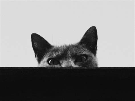 60 Malicious Npm Packages Caught Mapping Developer Networks