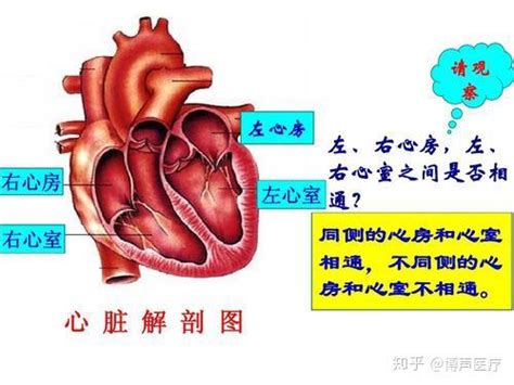 博声医疗左室高电压左室高电压心电图 知乎