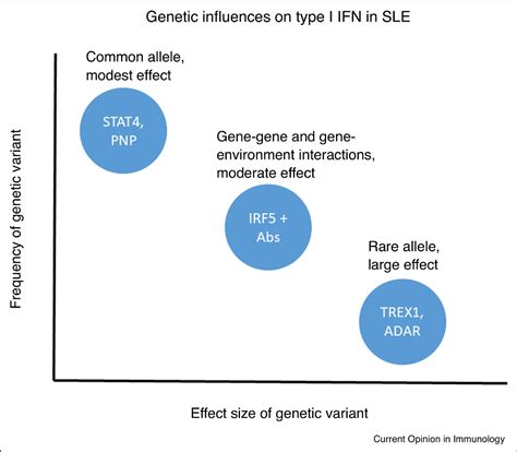 Figure 2 From Type I Interferon In The Pathogenesis Of Systemic Lupus