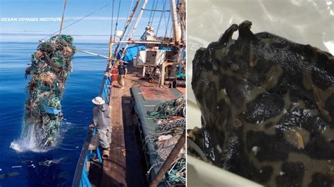 Bay Area Researchers Find Great Pacific Garbage Patch Teeming With Life