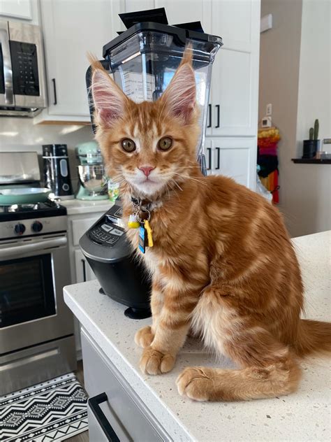 Tora Looks So Young For A 2000 Year Old Yokai R Cats