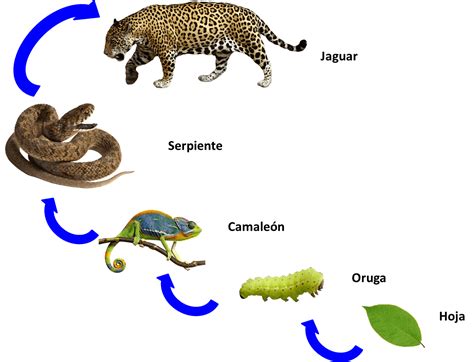 19 La Cadena Alimenticia Mapa Conceptual Png Tm Site Porn Sex Picture