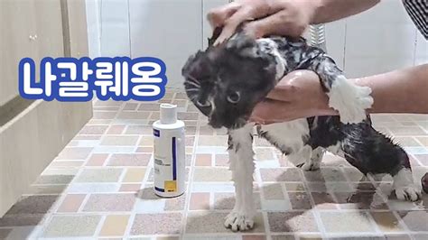 말하는 고양이 앙뚜와 나고 목욕하는 날 Youtube