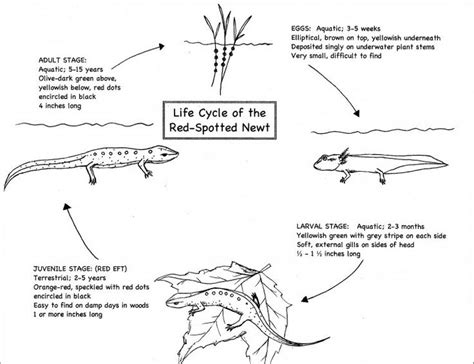 Tiger Life Cycle Diagram Yetta Mccormack