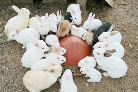 갓 수확한 싱싱한 딸기로 다양한 체험 명소···2025 율봄식물원 딸기 시즌 진행 인포매틱스뷰 세상모든여행정보