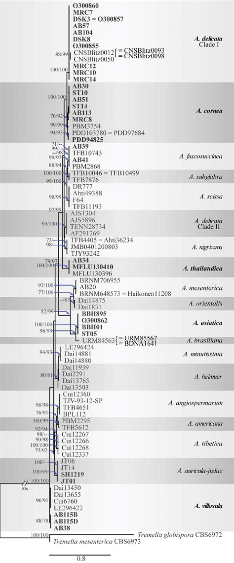 Phylograms Inferred From Maximum Likelihood Analyses Of Its Rpb2