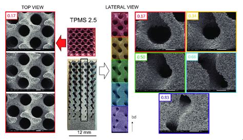 Top And Lateral Sem Views Showing The Details Of The Tpms Fgps 25