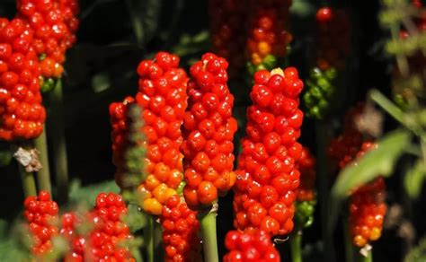 Многогодишни растения 2024