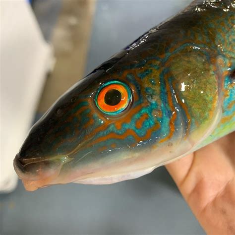 Clamms Seafood Quality Grass Whiting Out Of Corner Facebook